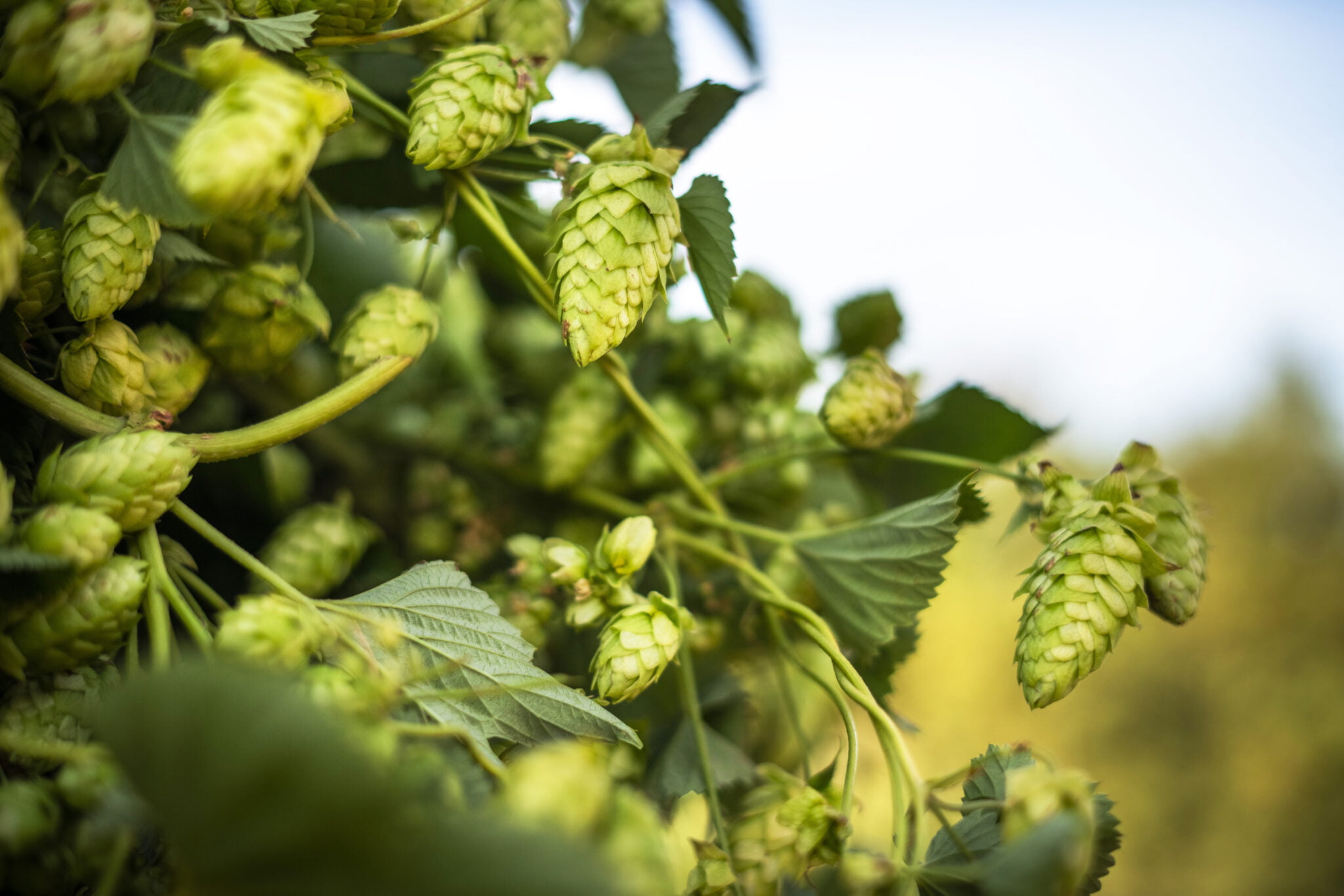 Técnicas de Lupulado – Webinars Lupulados